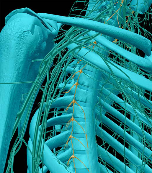 Navigating the Nervous System Part II: The Autonomic Nervous System Navigating the Nervous System Part II: The Autonomic Nervous System